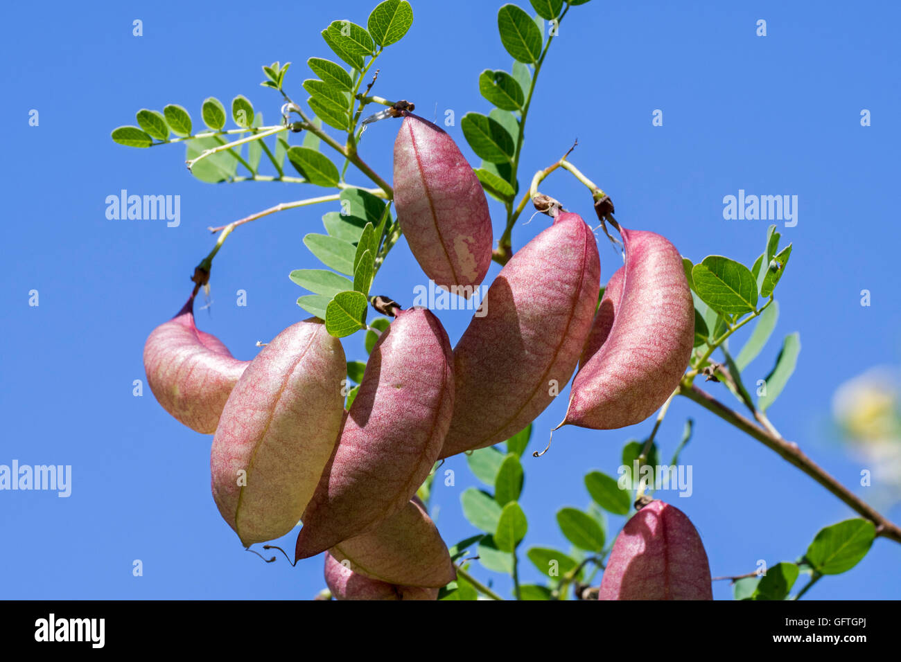 Senna leaf hi-res stock photography and images - Alamy
