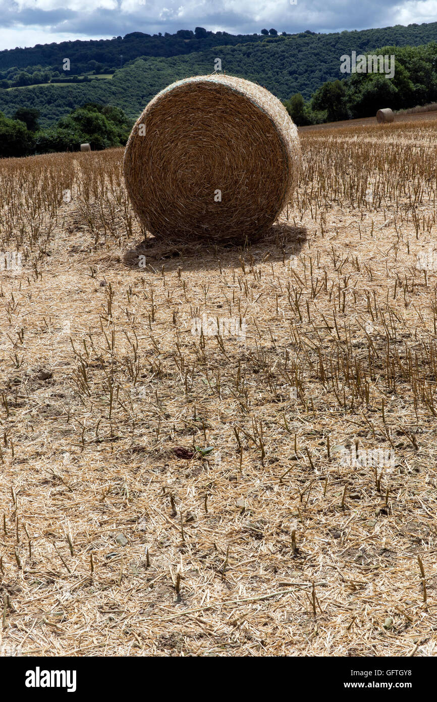 round bale and stubble,field, wheat, round, hay, yellow, heartland ...