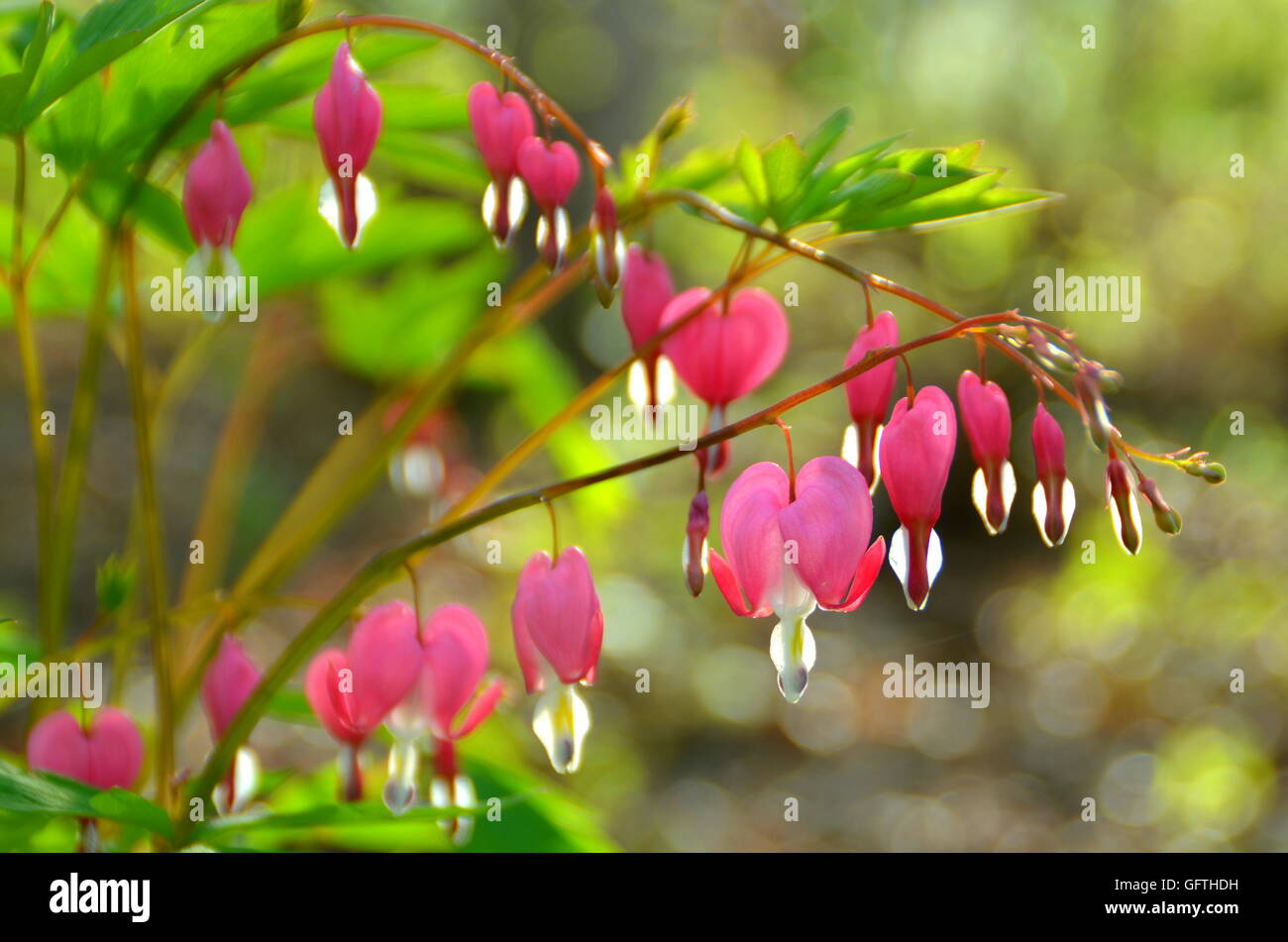 Sun dappled bleeding heart Stock Photo - Alamy