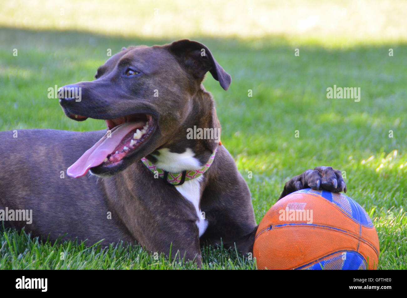 Dog with his ball Stock Photo - Alamy