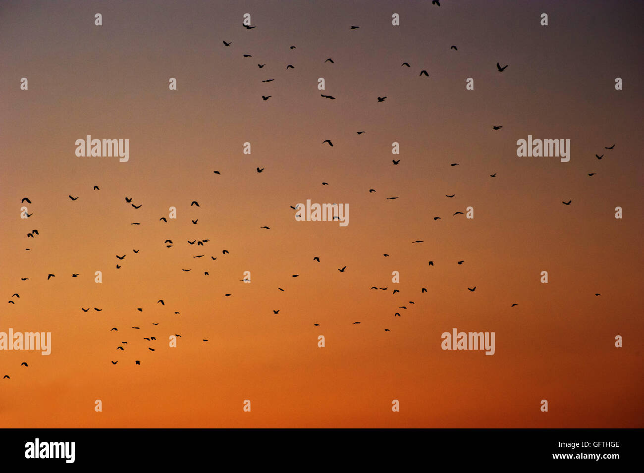 Flock of birds in flight hi-res stock photography and images - Alamy