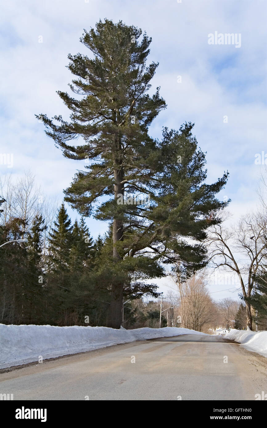 Ontario winter hi-res stock photography and images - Alamy