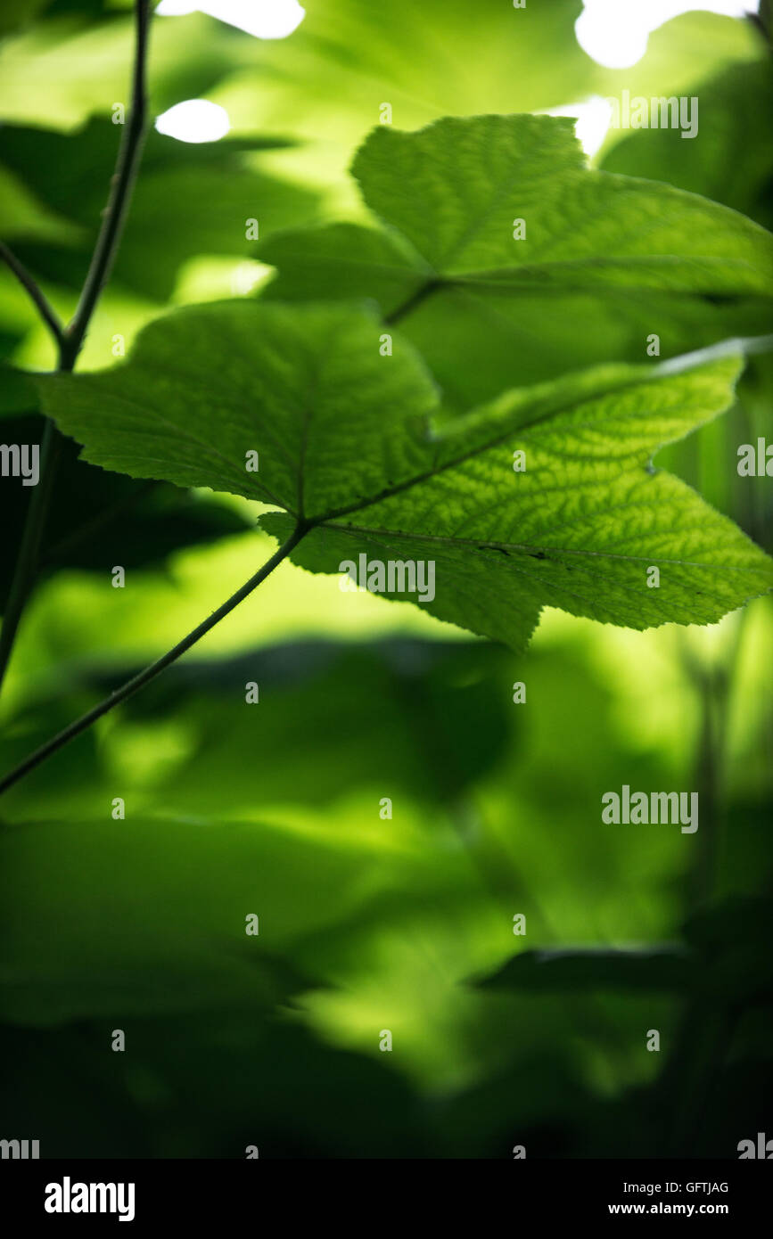 Calm leaves hi-res stock photography and images - Alamy