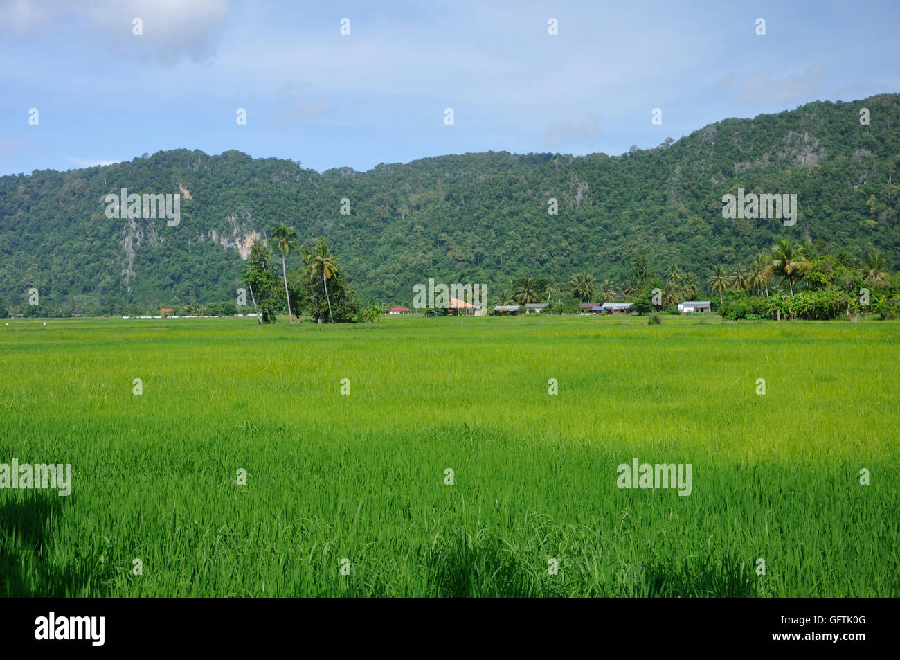 Green Rice Field in Malaysia Stock Photo - Alamy
