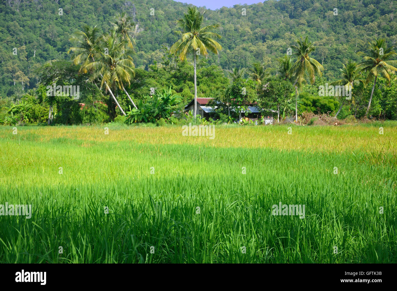 Malaysia rice field hi-res stock photography and images - Alamy
