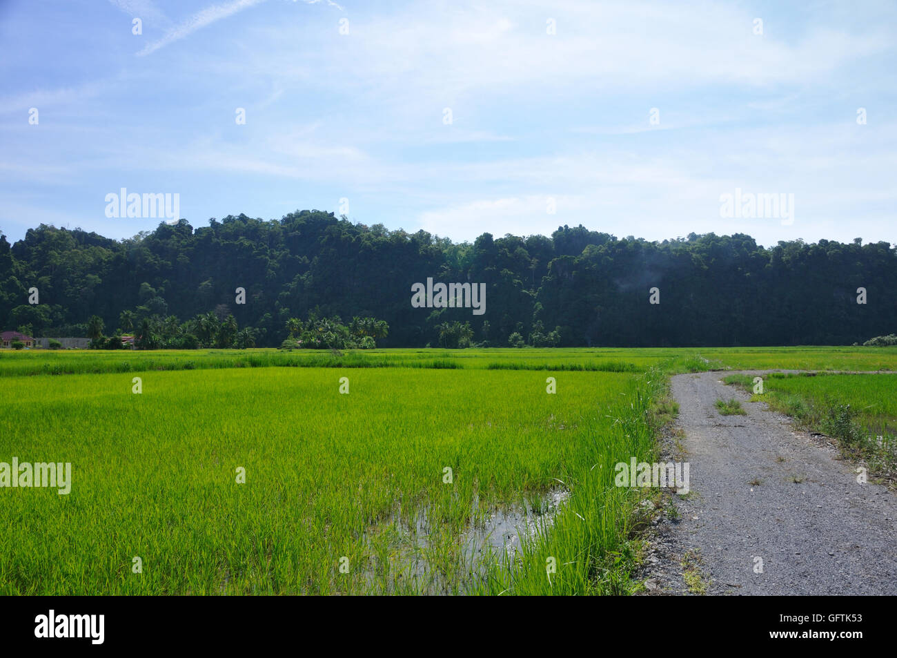 Malaysia rice field hi-res stock photography and images - Alamy