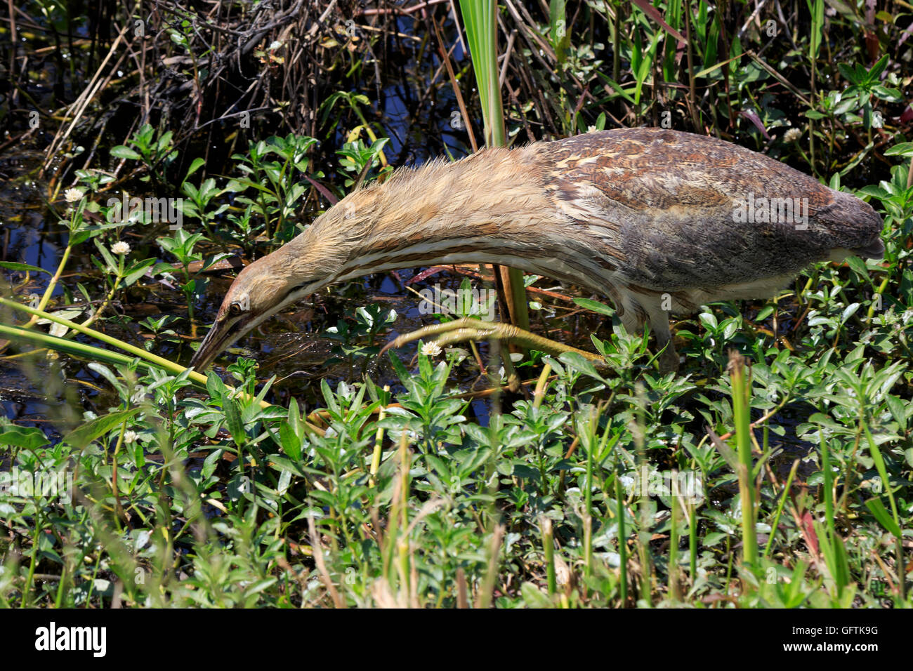 American Bittern, Botaurus lentiginosus Stock Photo - Alamy