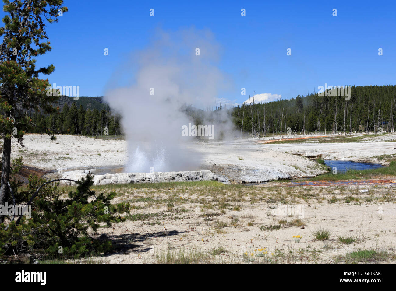 Cliff Geyser, Black Sand Basin, Yellowstone National Park Stock Photo ...