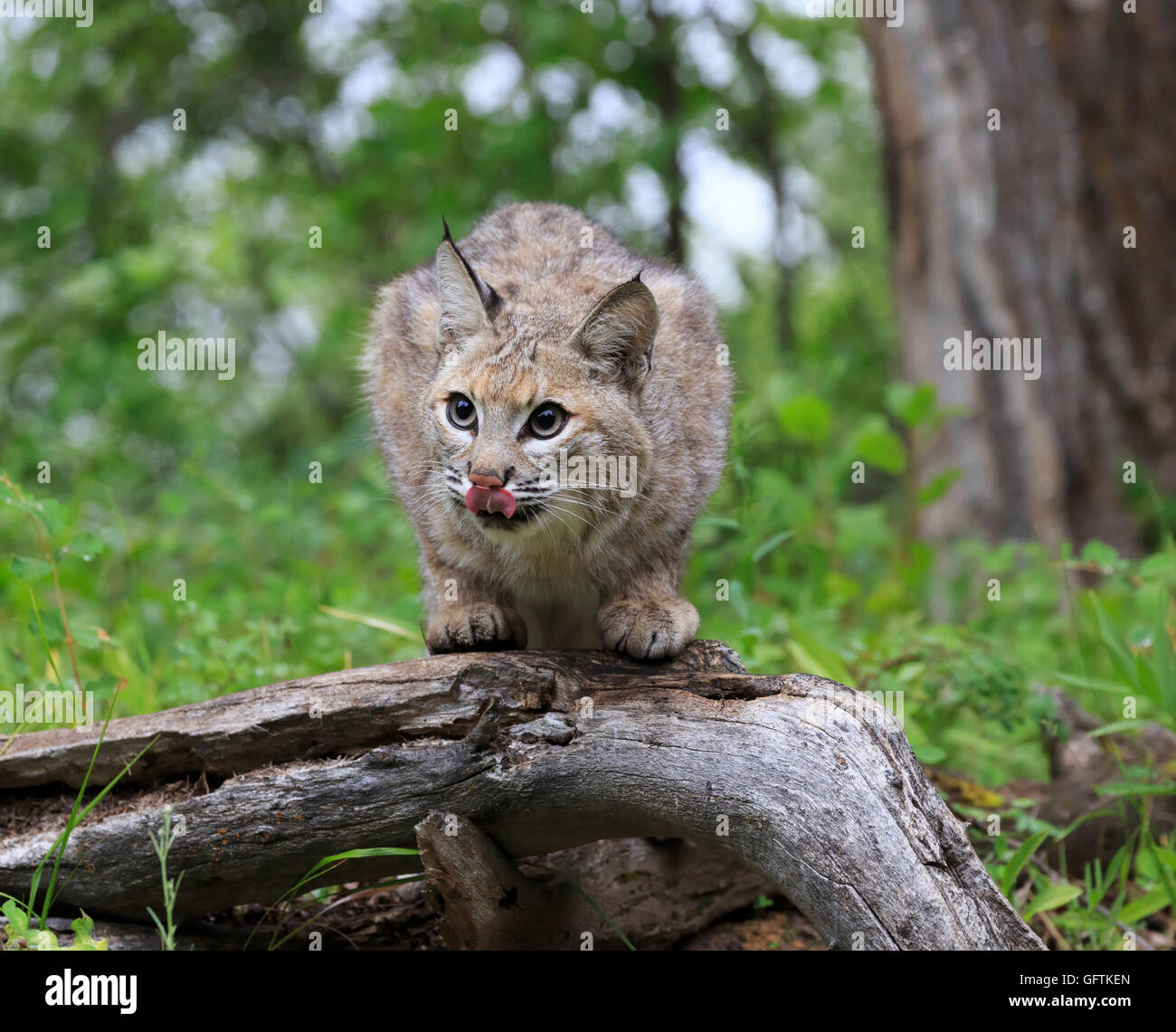 Bobcat Lynx Rufus High Resolution Stock Photography and Images - Alamy