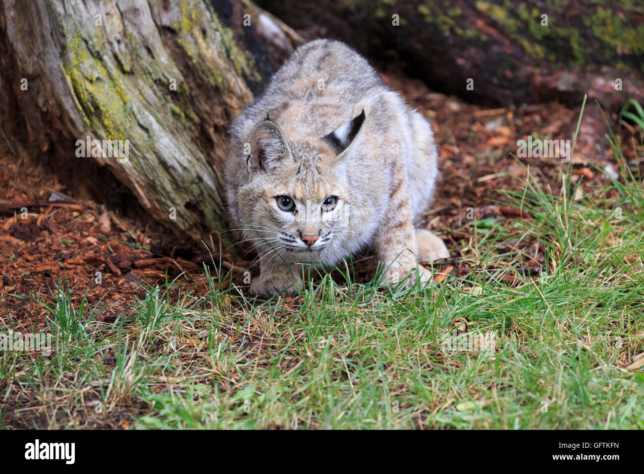 Male bobcat hi-res stock photography and images - Alamy