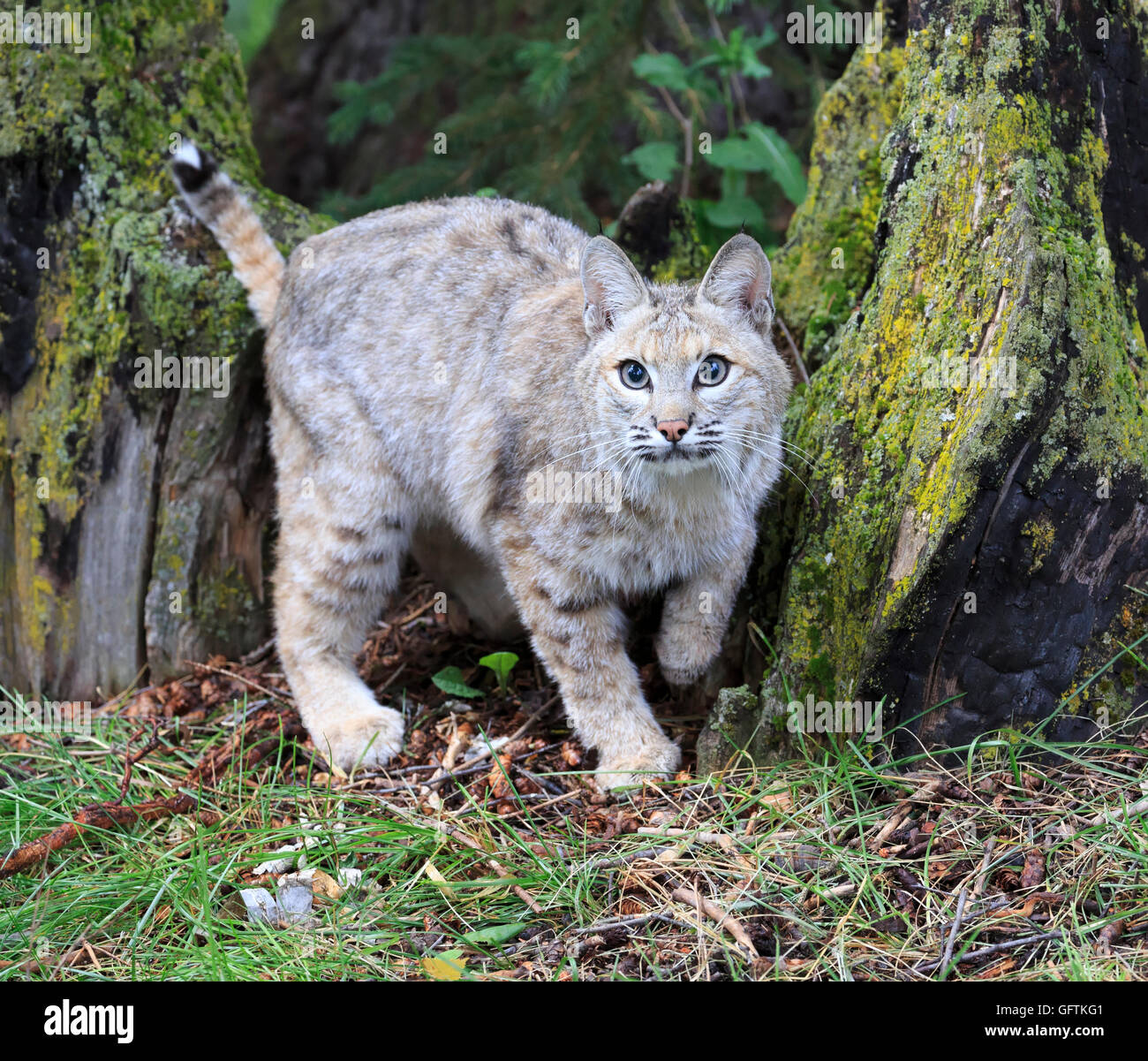 Bobcat, Lynx rufus Stock Photo - Alamy
