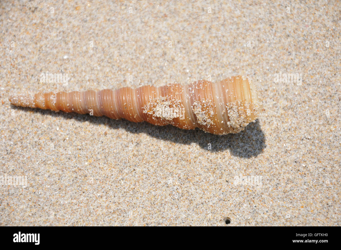 Conical Shell on a Sandy Beach Stock Photo - Alamy