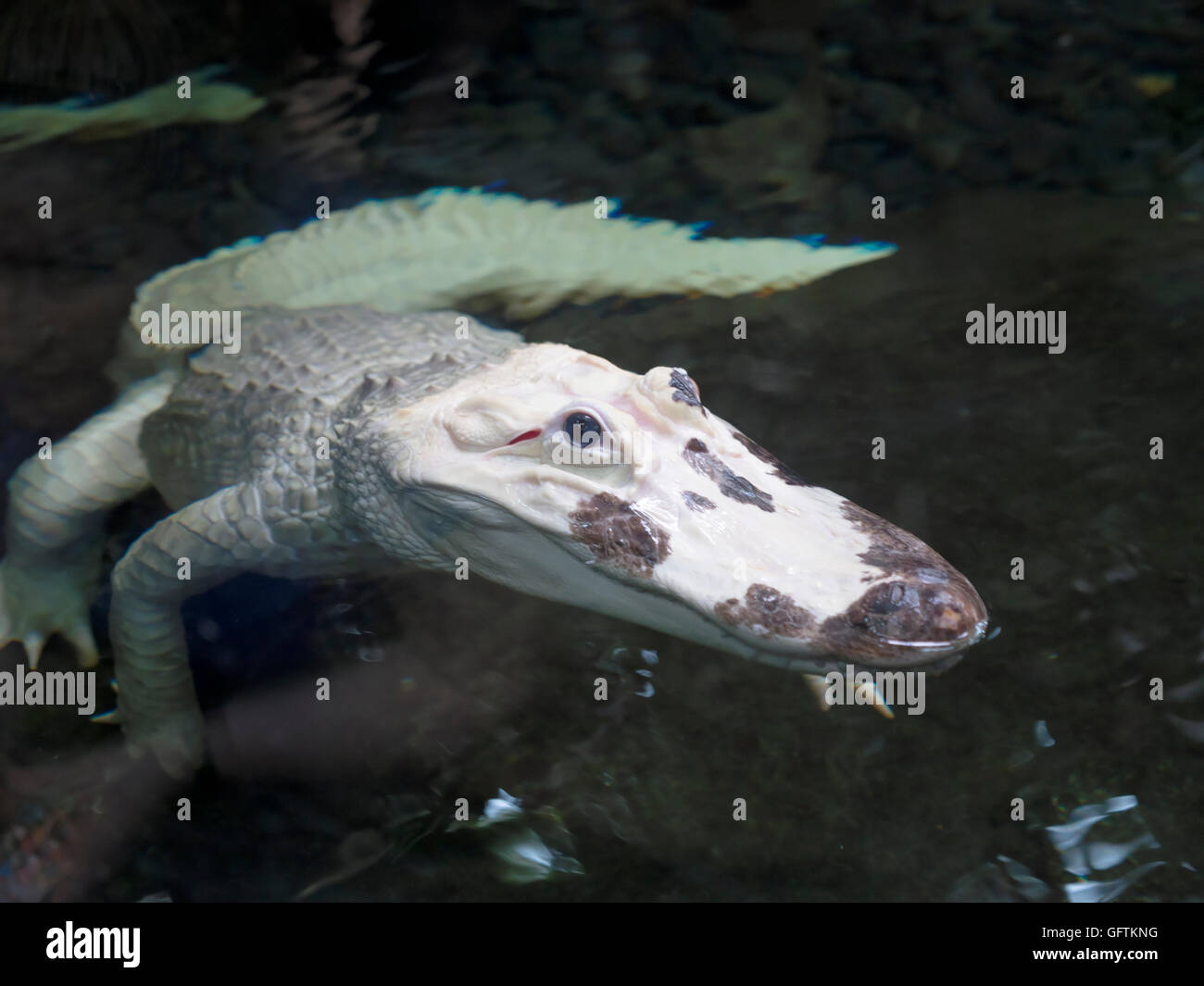 Leucistic white alligator hi-res stock photography and images - Alamy