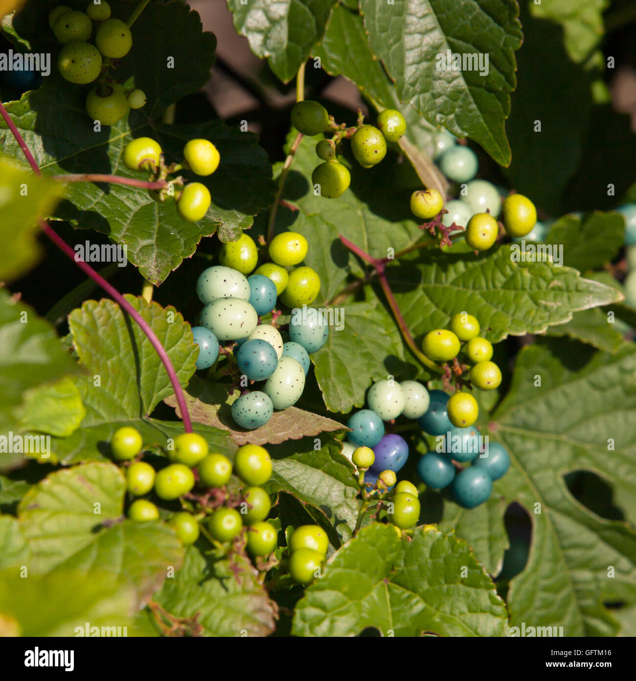 Porcelain berry (Ampelopsis brevipedunculata) in september Stock Photo ...