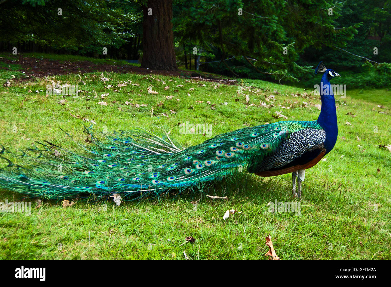 Mating peacock hi-res stock photography and images - Alamy