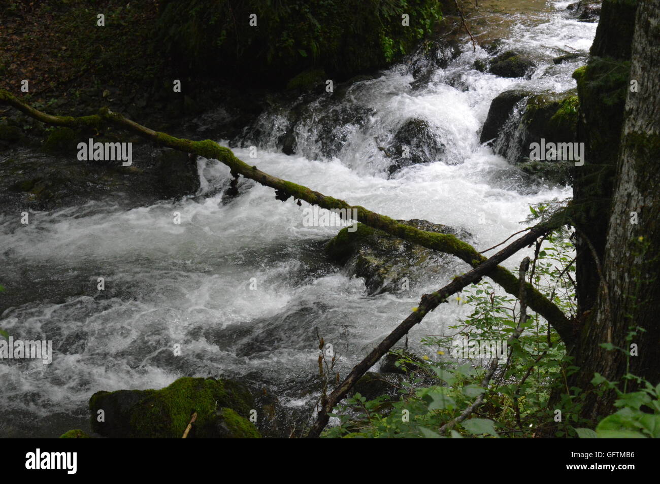 River flow through dense forest hi-res stock photography and images - Alamy