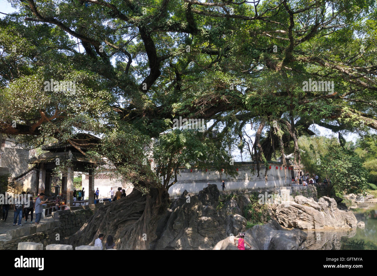 Ancient Banyon Tree in Downtown Huangyao Stock Photo - Alamy