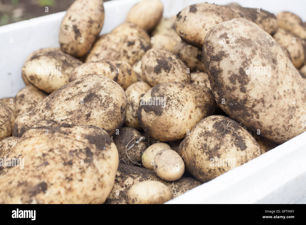 Harvesting potatoes on the farm Stock Photo - Alamy