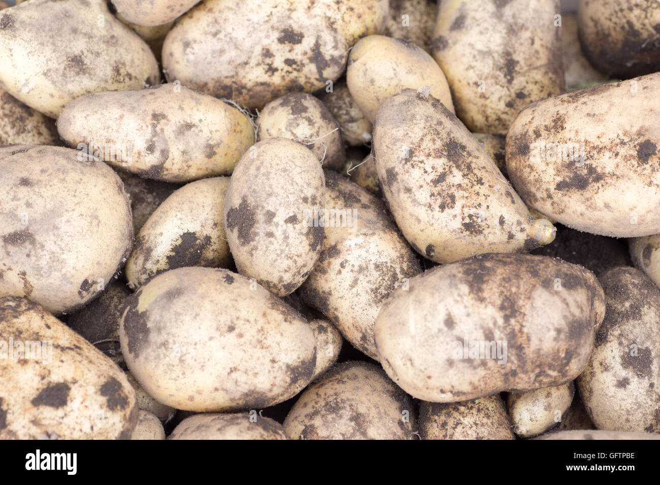 Harvesting potatoes on the farm Stock Photo - Alamy