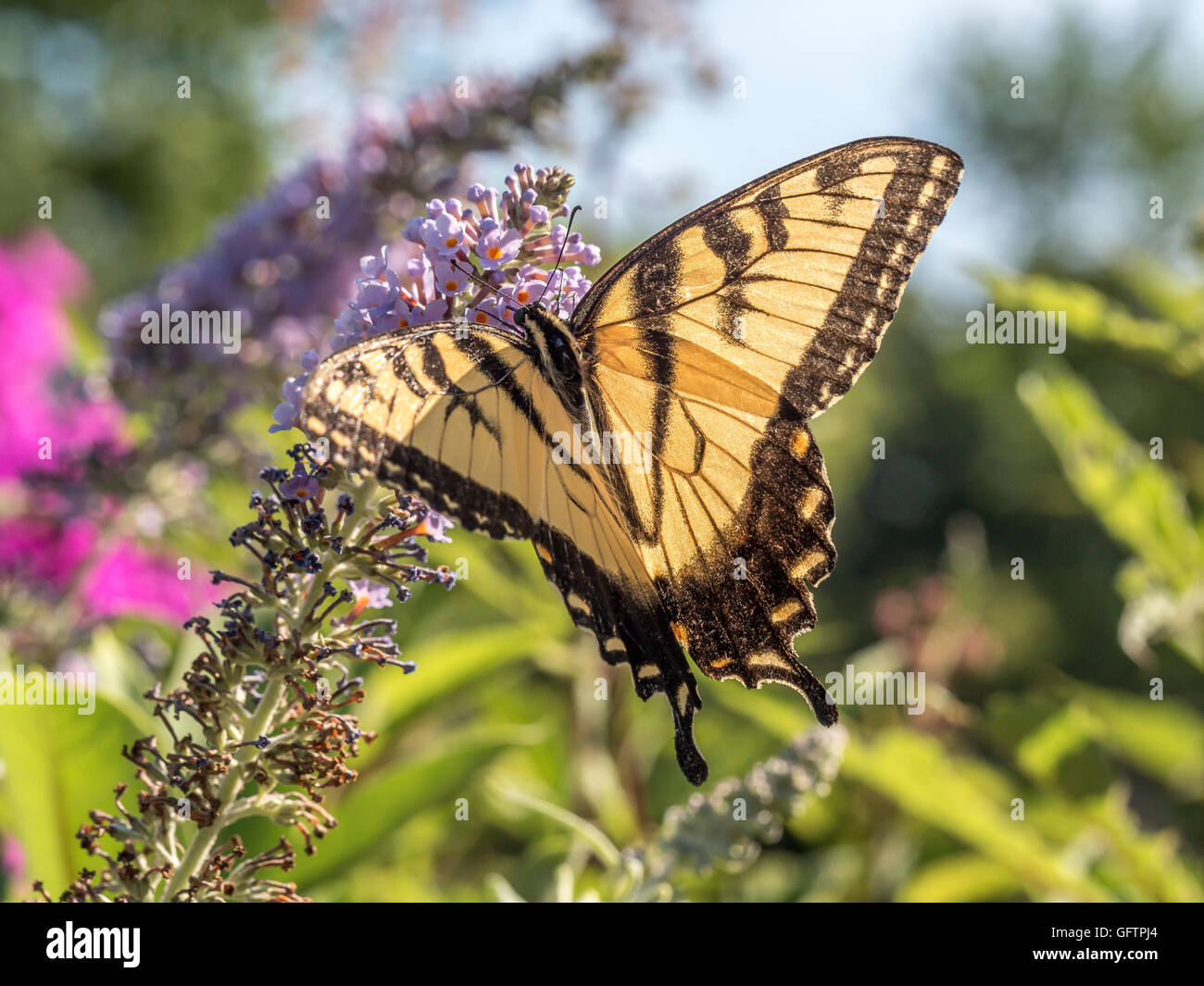 Eastern tiger swallowtail, Papilio glaucus is a species of swallowtail ...