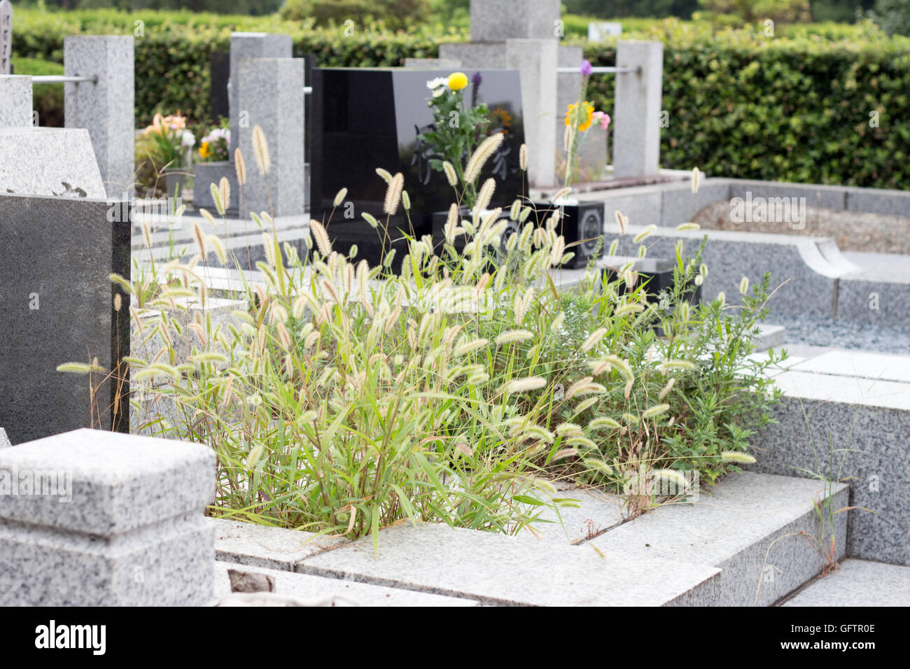 Grave cemetery neglected overgrown weeds hi-res stock photography and ...