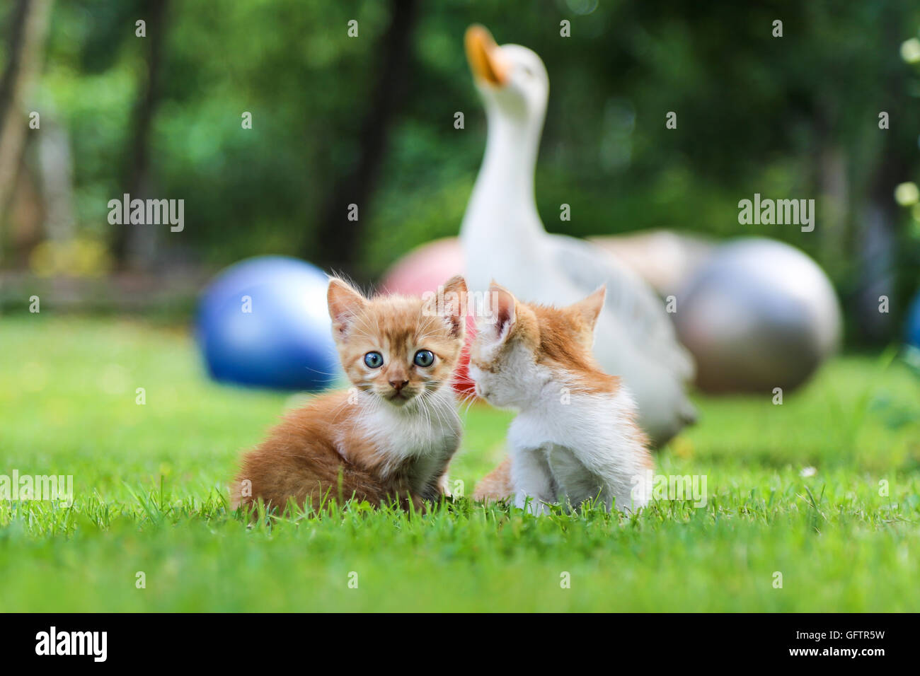 Cats in the field hi-res stock photography and images - Alamy