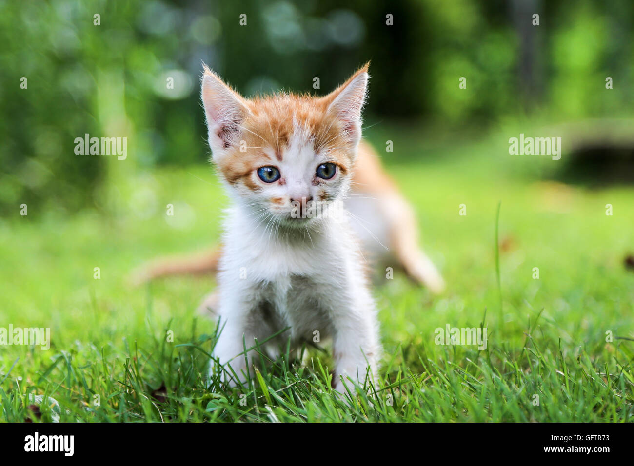 small cat awesome one Stock Photo - Alamy