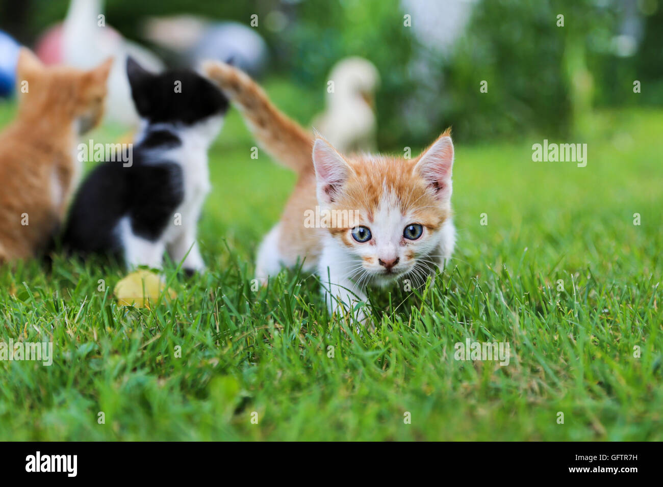 cat who is being interested Stock Photo - Alamy