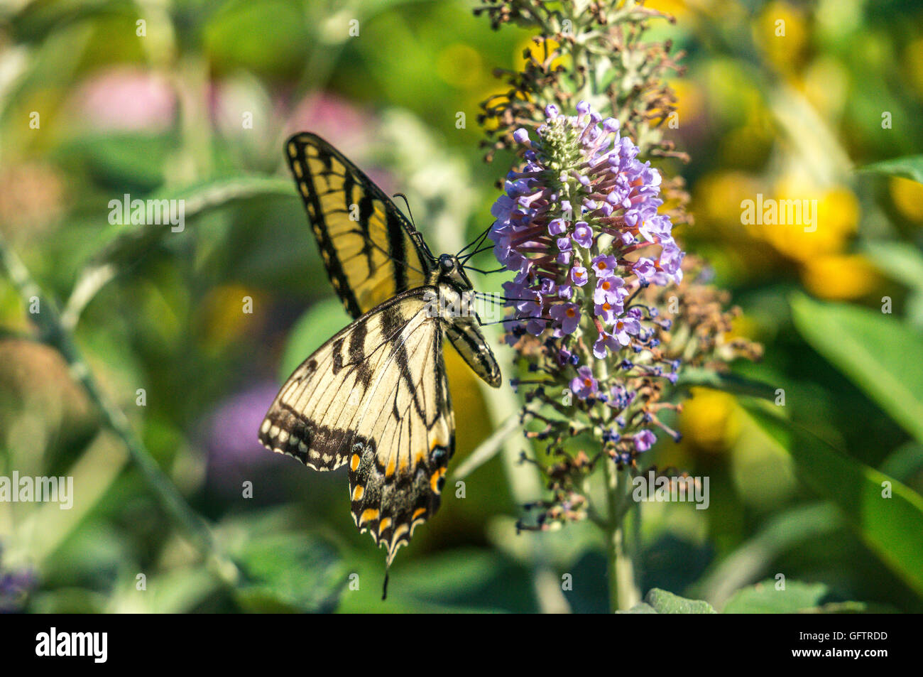 Swallowtail butterflies are in the family Papilionidae Stock Photo - Alamy