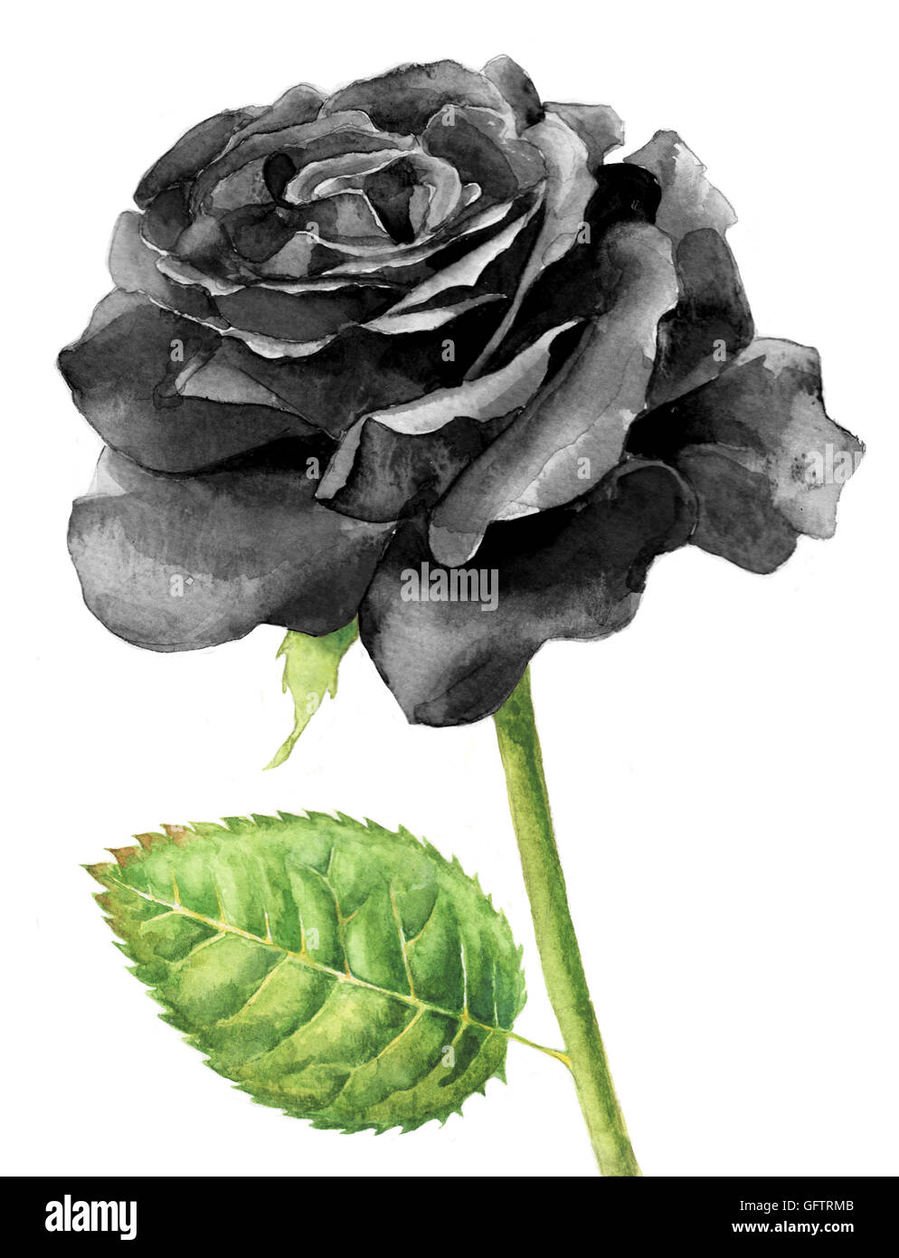Hand painted, watercolor single black rose in full bloom Stock Photo ...