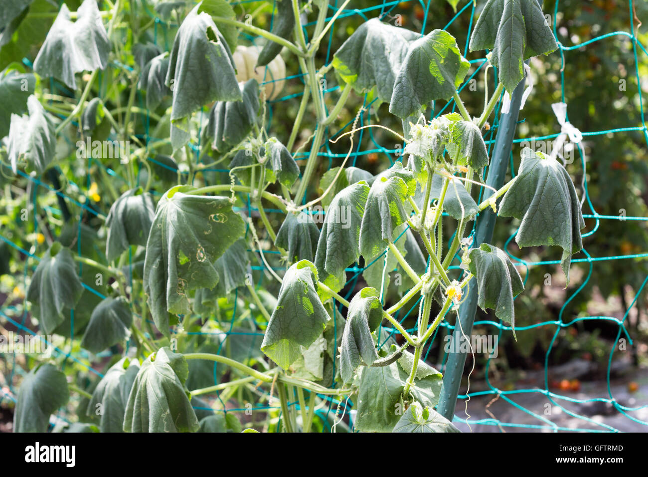 Wither away the cucumber's leaves on the farm Stock Photo - Alamy