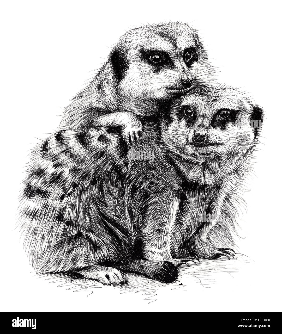 Meerkat Drawing