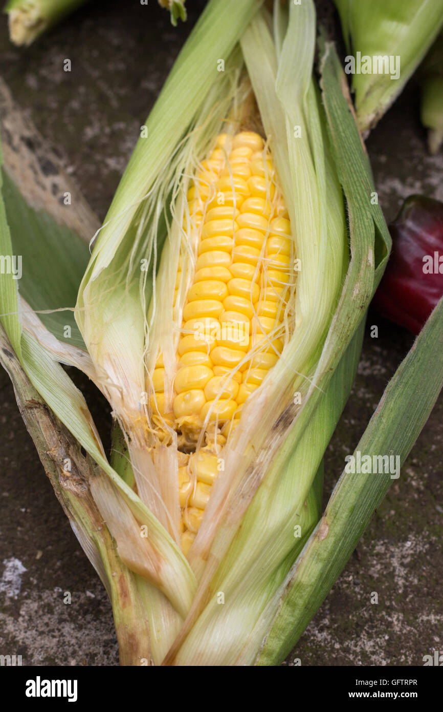 Corn hole hi-res stock photography and images - Alamy