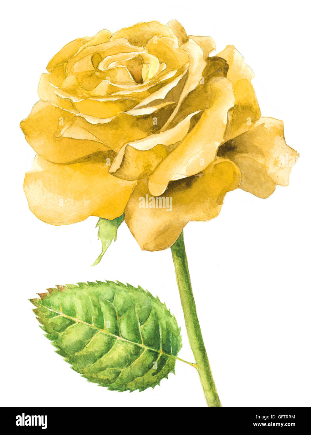 Hand painted, watercolor single yellow rose in full bloom Stock Photo ...