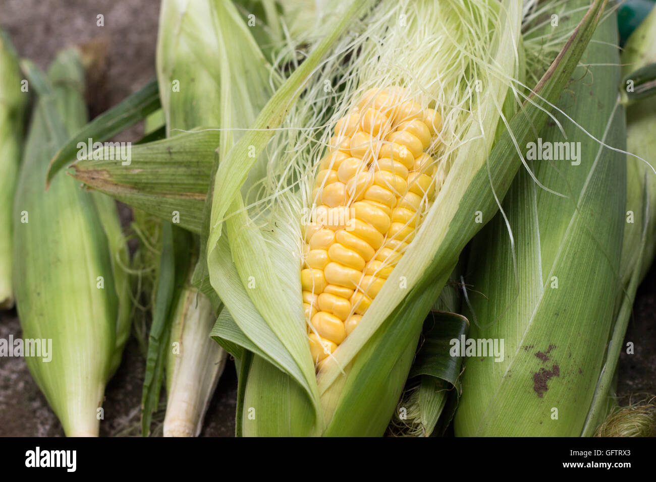 Harvesting corns on the farm Stock Photo - Alamy