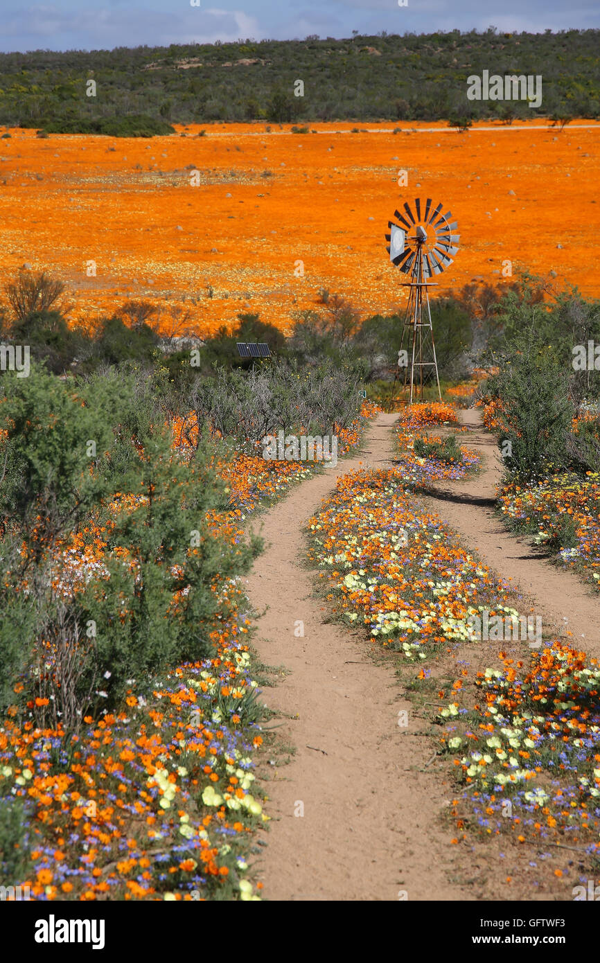 Middelmannetjie hi-res stock photography and images - Alamy