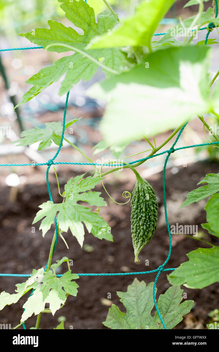 Growing bitter gourd on farm Stock Photo - Alamy