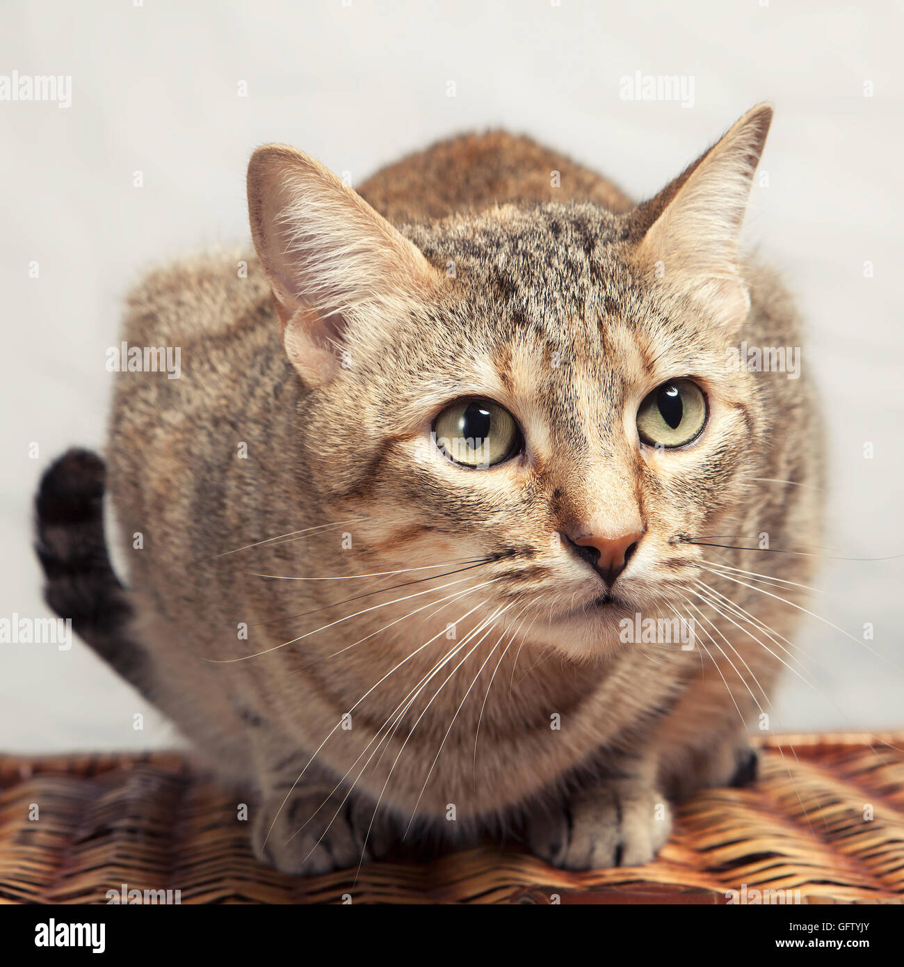 Beautiful grey tabby cat Stock Photo - Alamy Beautiful grey tabby cat Stock Photo - Alamy