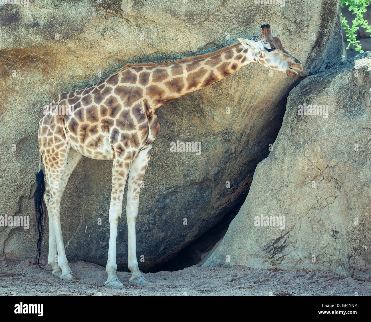 Giraffe shade hi-res stock photography and images - Alamy