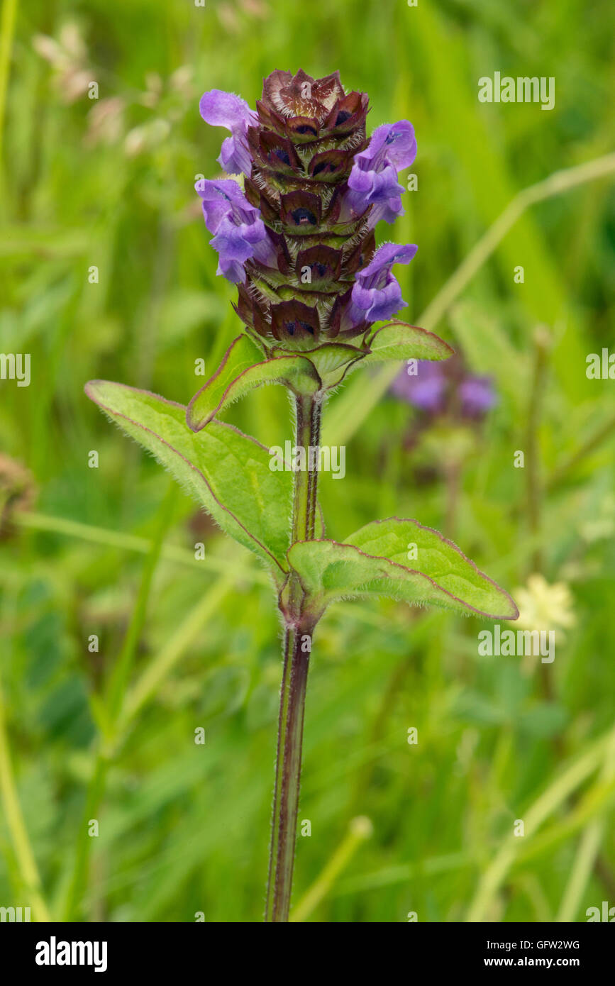 Bugle flowers hi-res stock photography and images - Alamy