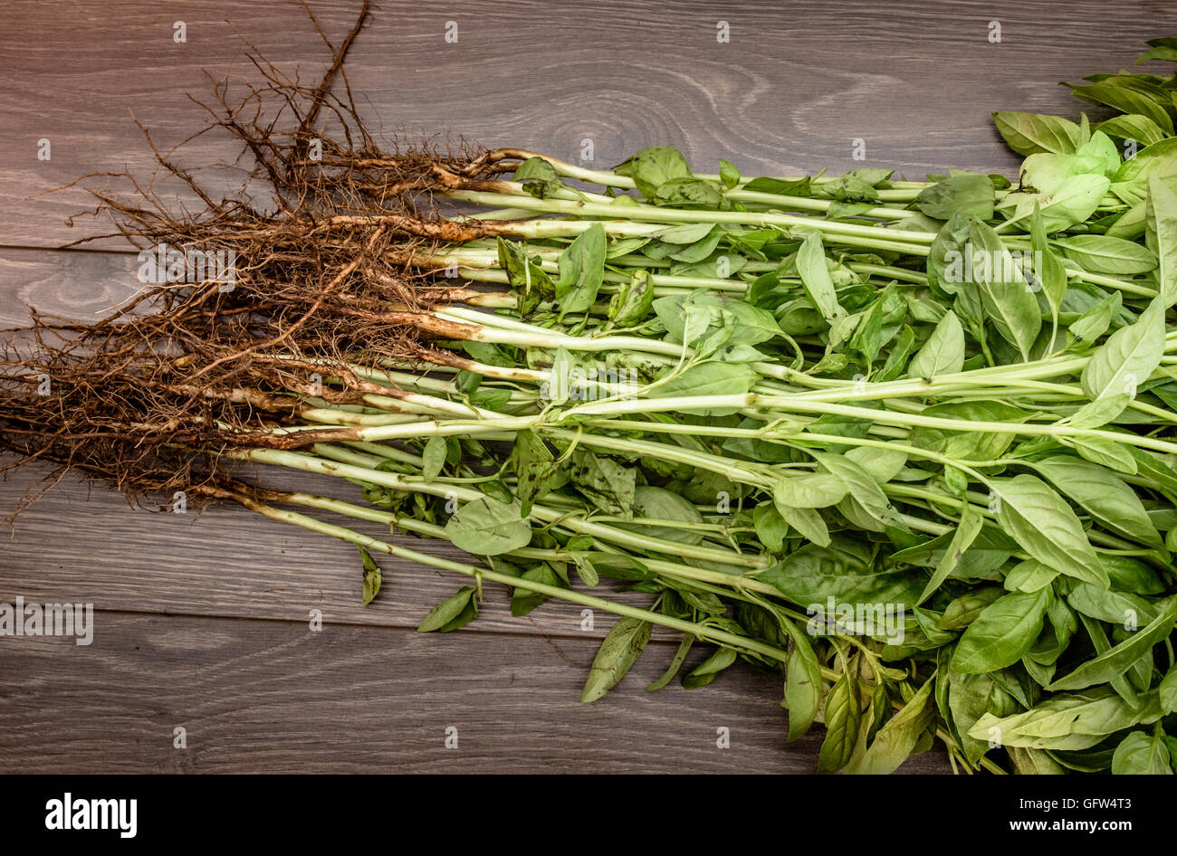 Roots attached hi-res stock photography and images - Alamy