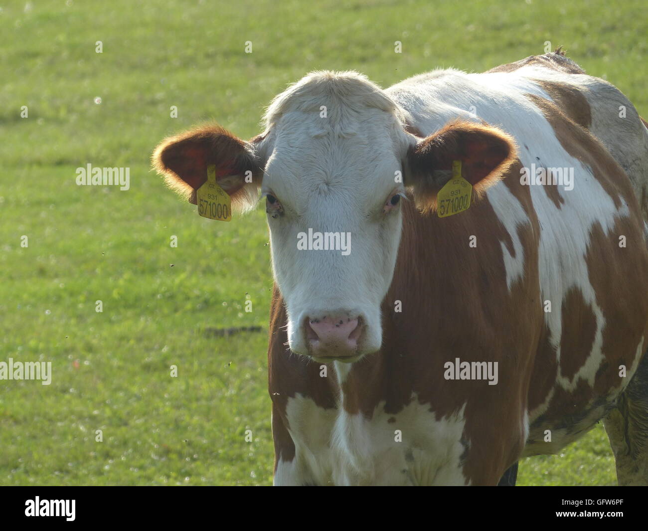 Obese Cow