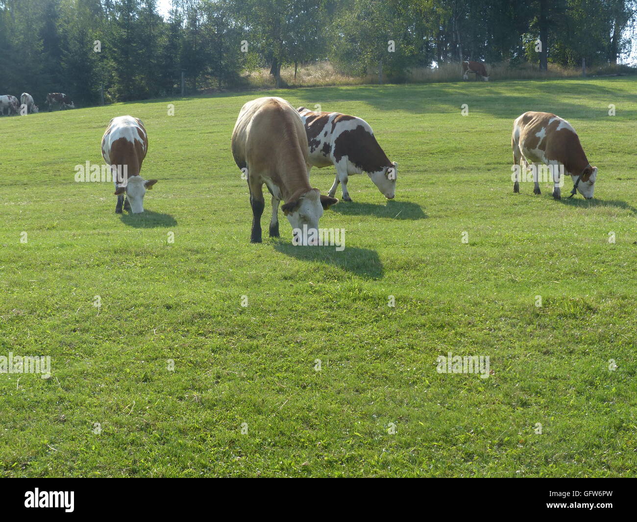 Fat cow obese hi-res stock photography and images - Alamy