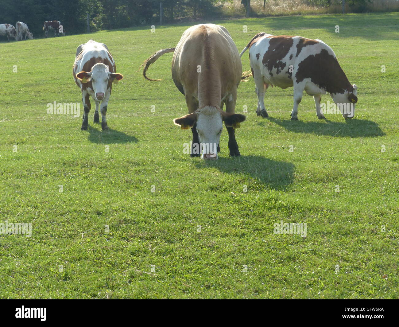 Fat cow obese hi-res stock photography and images - Alamy