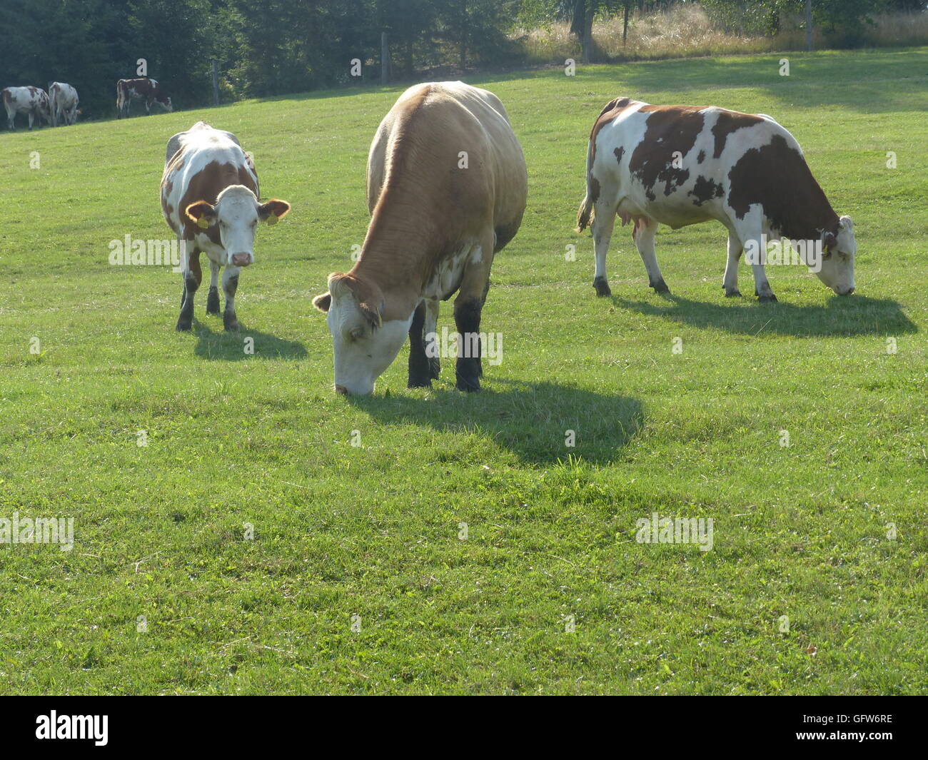 Obese cows hi-res stock photography and images - Alamy