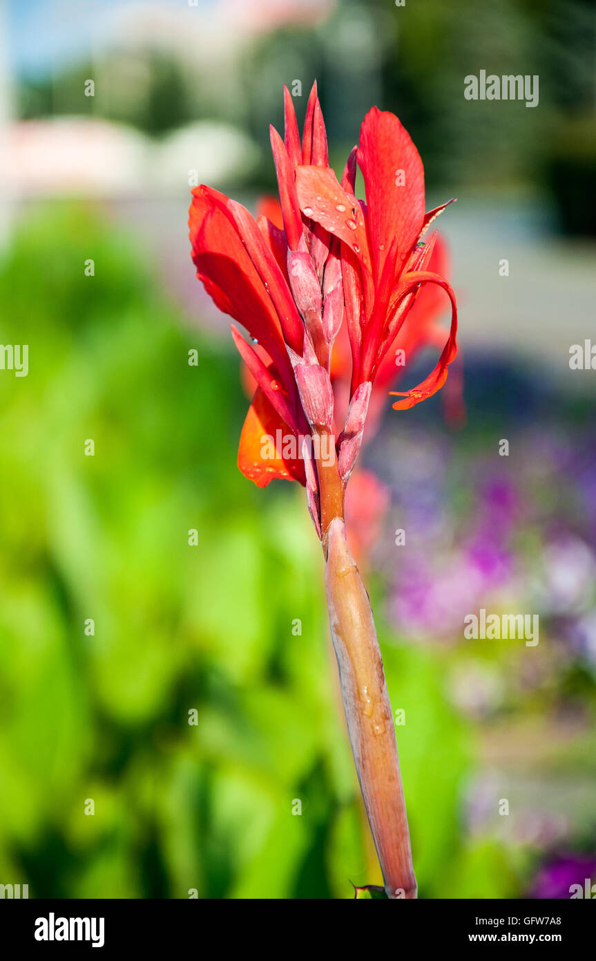 Canna red flower in the summer garden Stock Photo - Alamy
