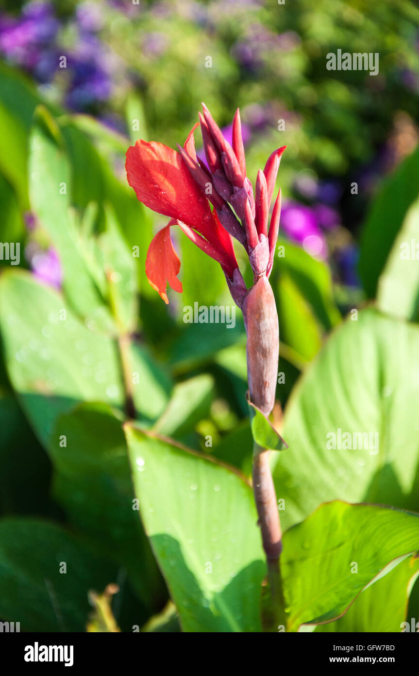 Canna red flower in the summer garden Stock Photo - Alamy