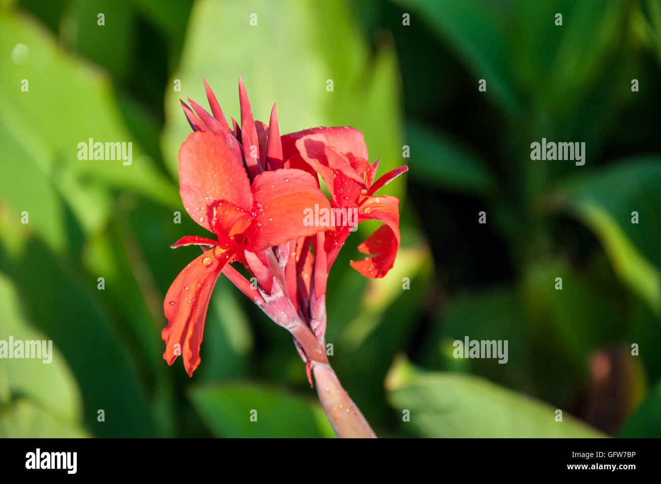 Canna red flower in the summer garden Stock Photo - Alamy