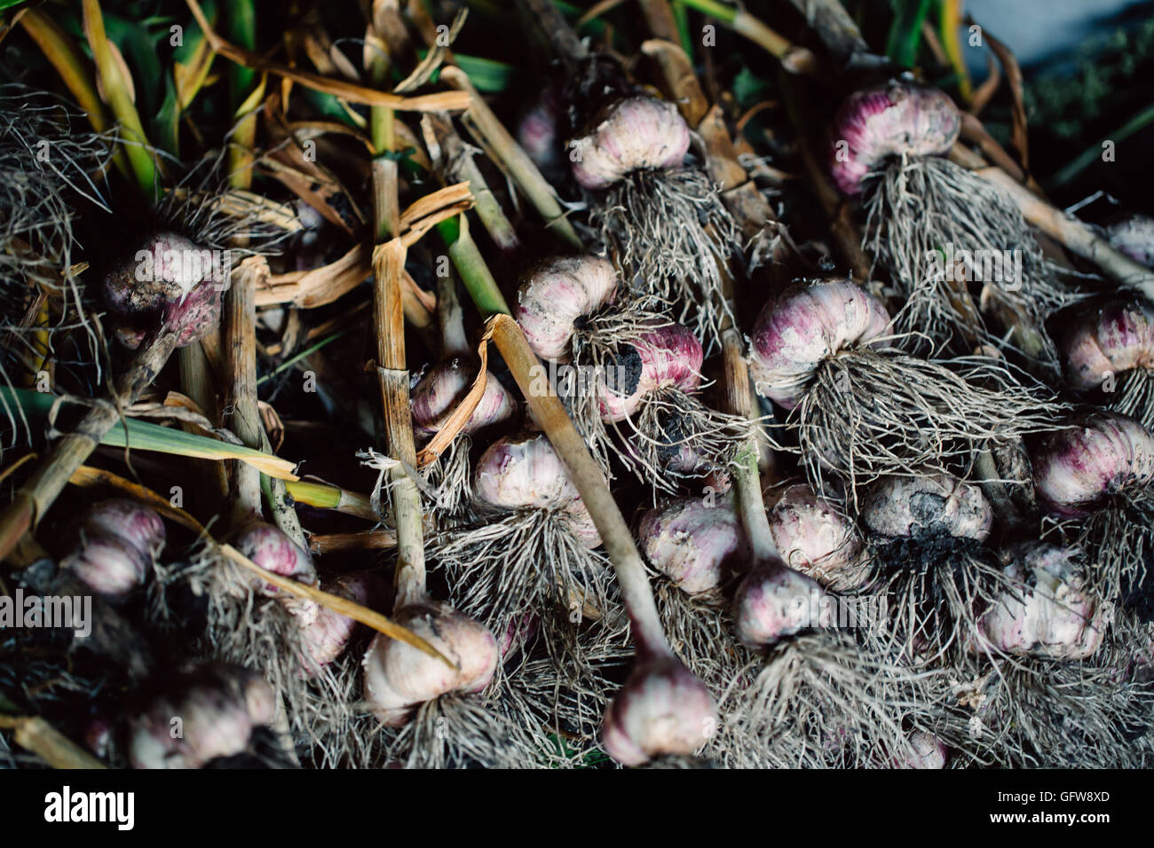 Fresh garlic with roots from the garden background Stock Photo - Alamy
