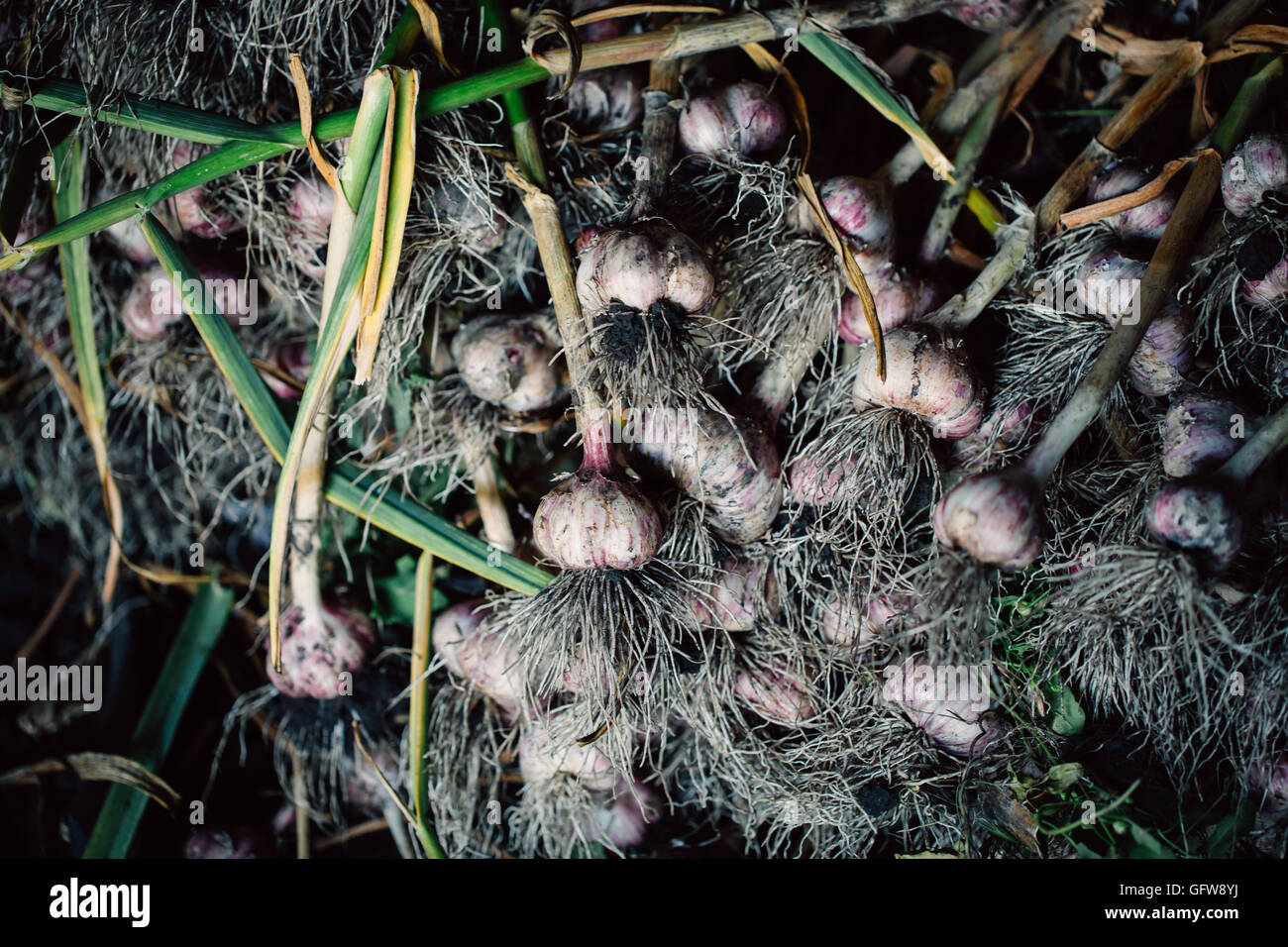 Pesto from the garden hi-res stock photography and images - Alamy